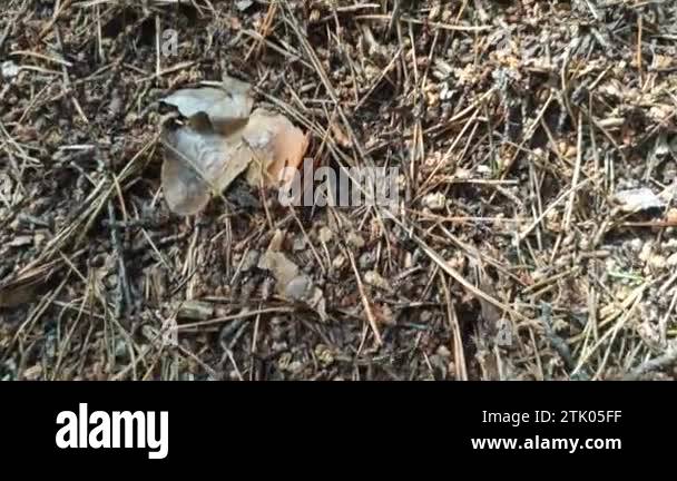 Stormy life in big ant hill in forest. Big anthill with colony of ants ...