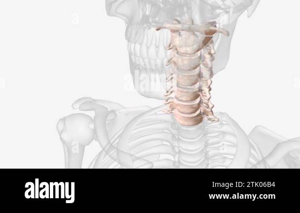 Cervical vertebrae and hyoid bone Stock Video Footage - Alamy
