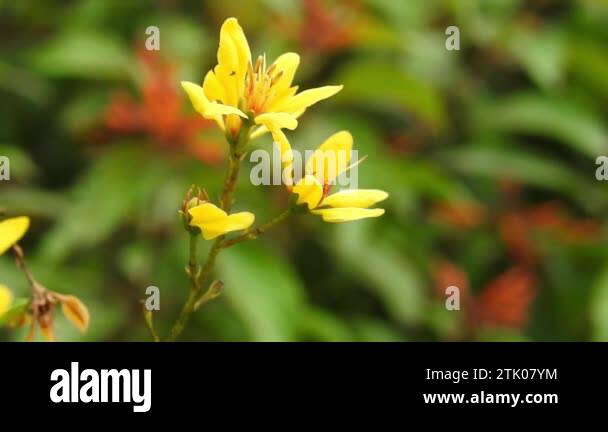 Ruta graveolens yellow flower with isolated green leaves background in ...