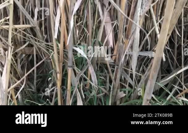 Frost reed Stock Videos & Footage - HD and 4K Video Clips - Alamy
