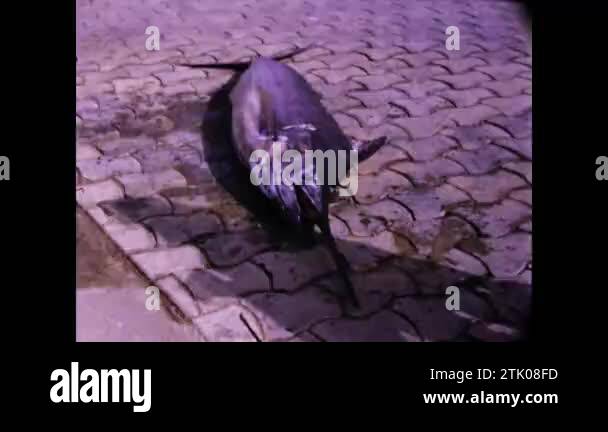 Gran Canaria, Spain June 1974: Fish caught on the ground scene in 70s ...
