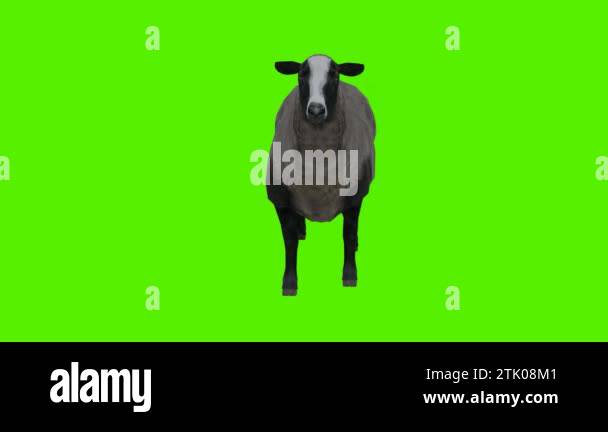 3d render green screen chroma key animation isolated The obese sheep ...