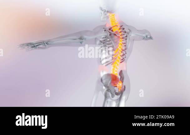 Spinal Cord Vertebral Column Cervical Vertebrae of Human Skeleton ...