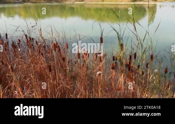 Reeds and explore Stock Videos & Footage - HD and 4K Video Clips - Alamy