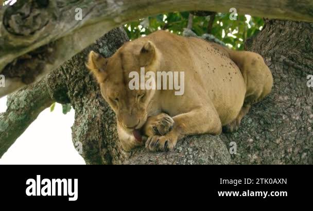 Lioness resting on tree Stock Videos & Footage - HD and 4K Video Clips ...