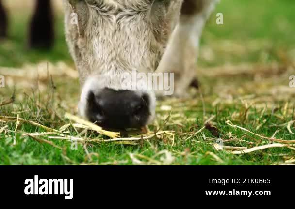 Livestock grazing on pasture and grass in a field on an organic ...