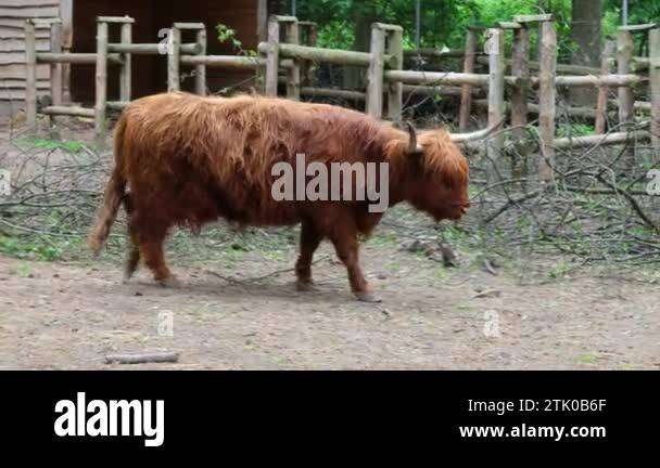 Brown scottish highland cow grazes Stock Videos & Footage - HD and 4K ...