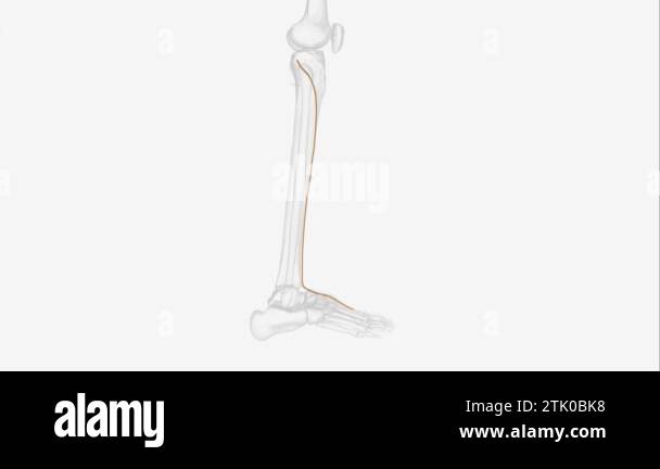 The deep fibular nerve (deep peroneal nerve) is a nerve of the leg. It ...