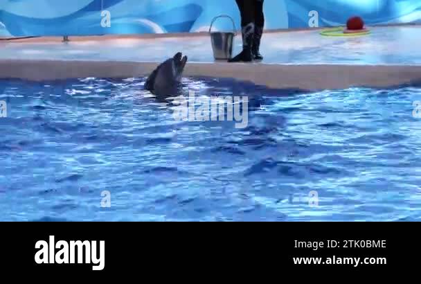 trained dolphin executes commands for cutting. Dolphin show Stock Video ...