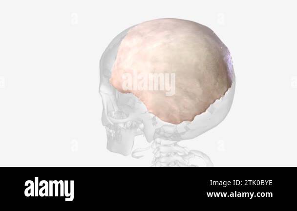 Parietal bones Stock Videos & Footage - HD and 4K Video Clips - Alamy