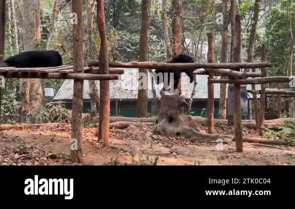 Asian black bear in animal conservation, Tat Kuang Si waterfalls, Luang ...