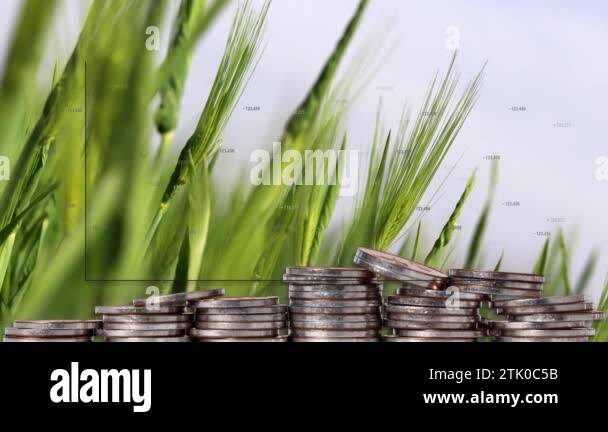 Barley price fluctuation graph. Bar graph and line graph with pile of ...