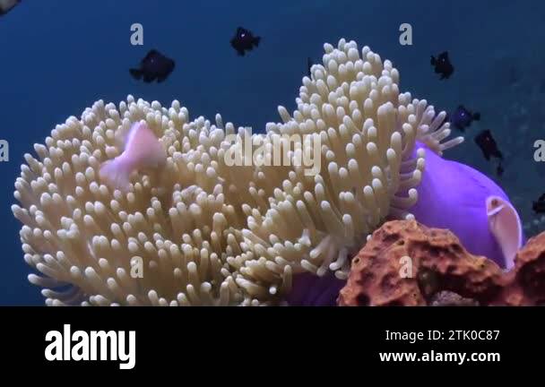 Underwater anemones and clown fish are stunning sight. Anemones provide ...