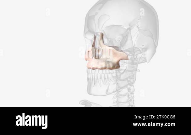 The maxilla, also known as the upper jaw, is a vital viscerocranium ...