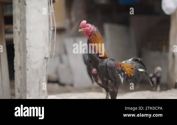 Very humble animal Stock Videos & Footage - HD and 4K Video Clips - Alamy