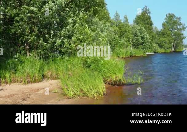 Forest shore of Lake Lososinnoye, Karelia. Taiga ecosystem. Reed sedge ...