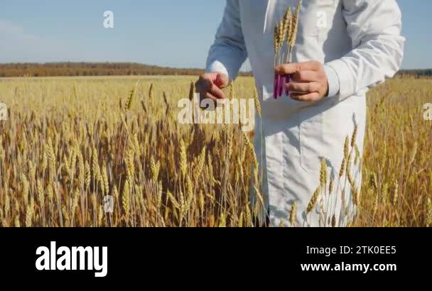 Cropped video of a genetic engineer in a wheat field. It shows ...