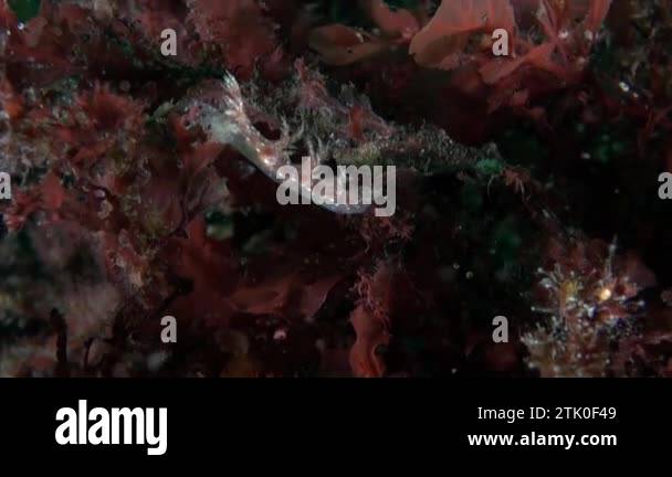 Arctic marine life environment Stock Videos & Footage - HD and 4K Video ...