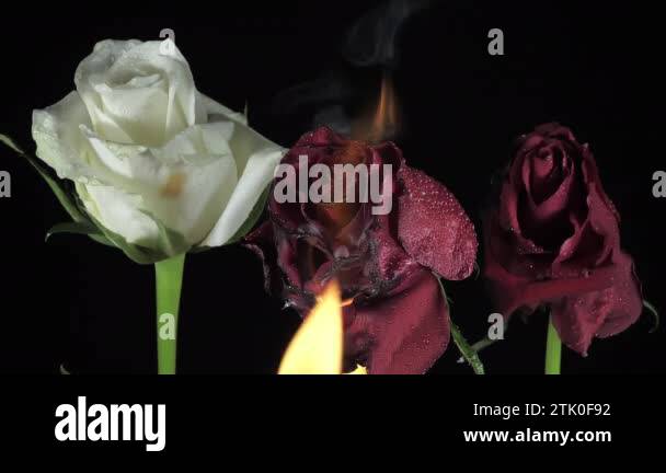 A flame burning the red rose inside the room with the two stem roses on ...