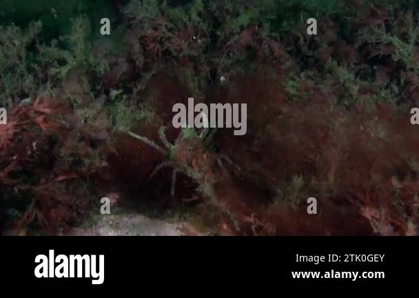 Crab in algae underwater world of Kara Sea. Amazing wildlife of ...