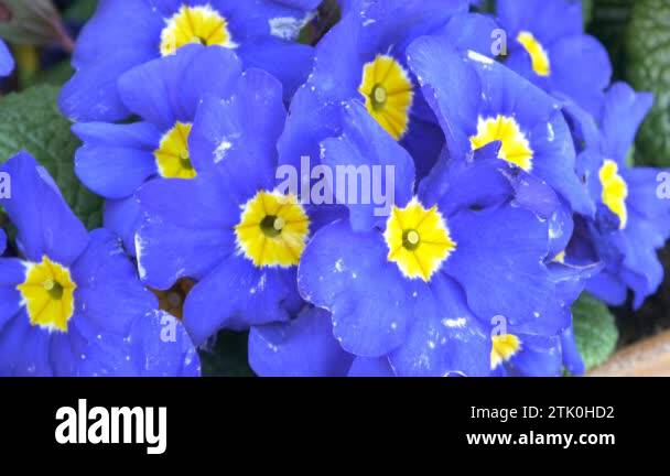 Blue heaven flowers Stock Videos & Footage - HD and 4K Video Clips - Alamy