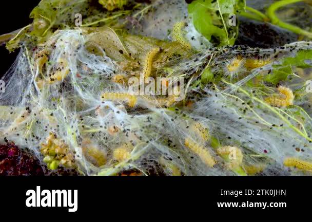 Weaving trees with cobwebs by larvae. Caterpillars of American white ...