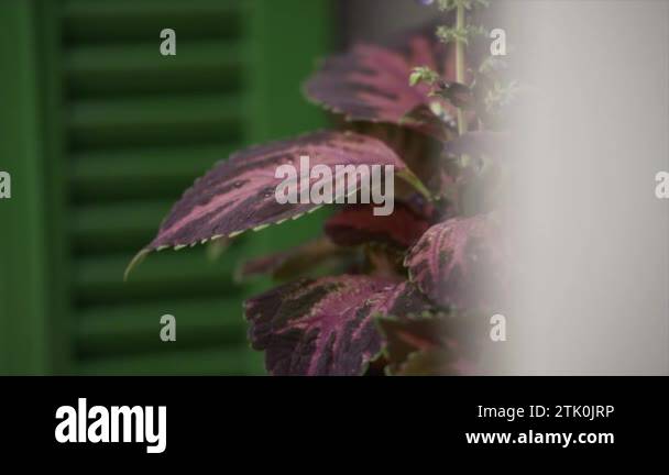 Maroon stem Stock Videos & Footage - HD and 4K Video Clips - Alamy