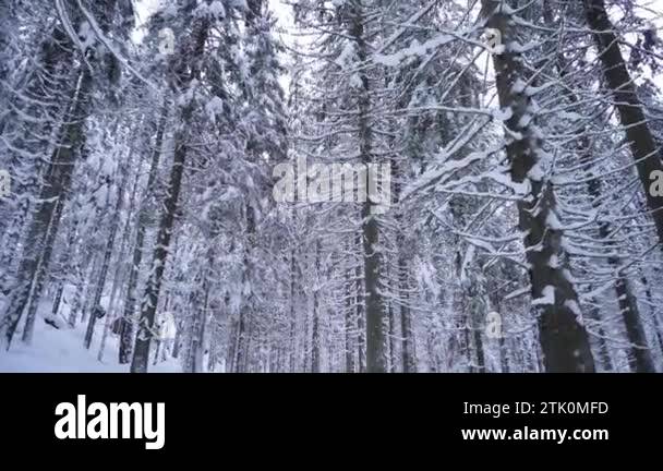 Walking in National park forest under the tall fir trees on a cold ...