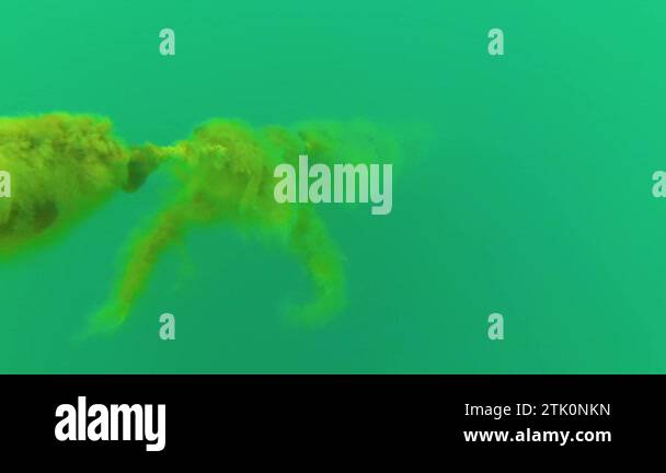 Hydroid polyps and algae on a rope in the sea water column in the Black ...