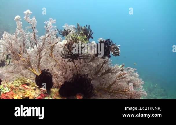Underwater setting Stock Videos & Footage - HD and 4K Video Clips - Alamy