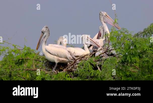 Pelican bird sanctuary at Lake Kolleru in Andhra Pradesh state, India ...