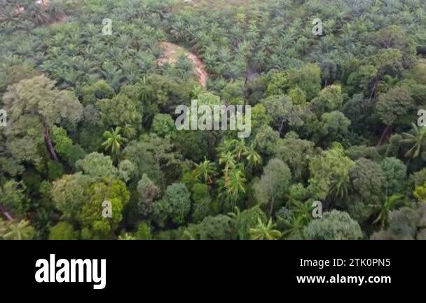 Palm oil crop and forest Stock Videos & Footage - HD and 4K Video Clips ...