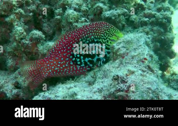 Rare wrasse Stock Videos & Footage - HD and 4K Video Clips - Alamy