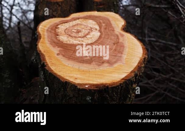 Poaching of trees Stock Videos & Footage - HD and 4K Video Clips - Alamy