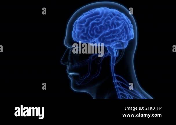 Central Organ of Human Nervous System Brain Anatomy Animation Concept ...