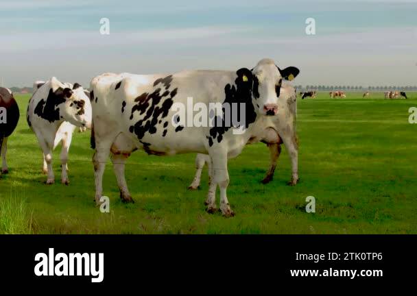 Dutch Black and White cows in the meadow, cows in a green grass field ...