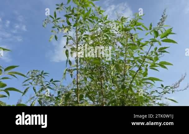 Vitex negundo plant in blue sky background. It's other name Chinese ...