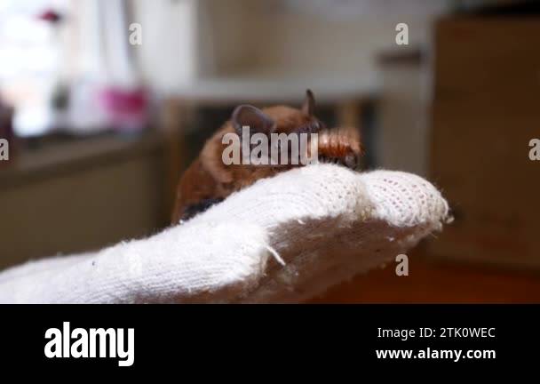 Species rescue Stock Videos & Footage - HD and 4K Video Clips - Alamy