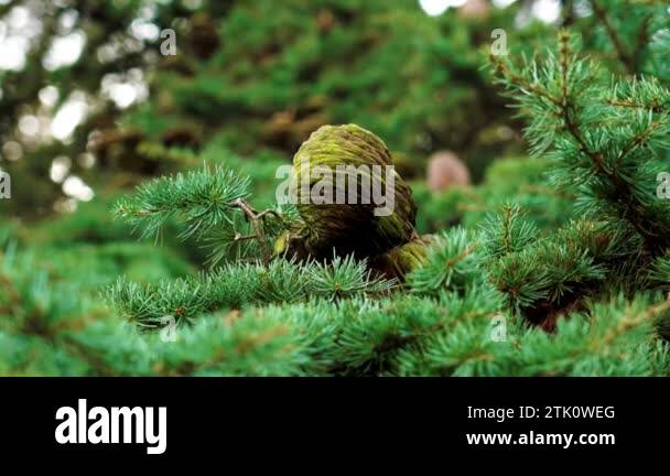 Atlas cedar cedrus atlantica Stock Videos & Footage - HD and 4K Video ...
