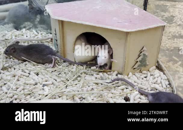Cage rodent Stock Videos & Footage - HD and 4K Video Clips - Alamy