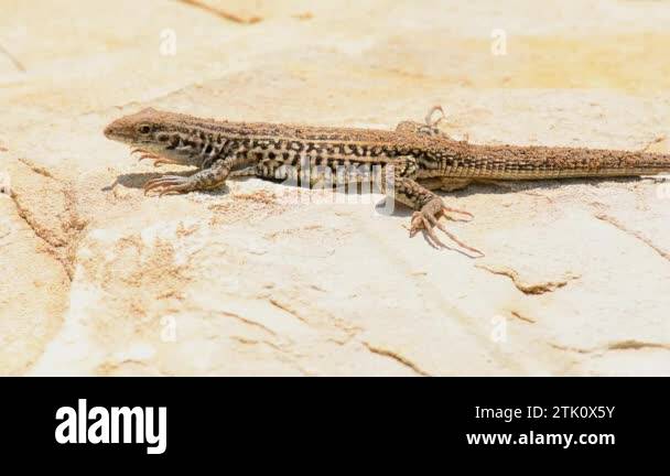 Tan lizard Stock Videos & Footage - HD and 4K Video Clips - Alamy