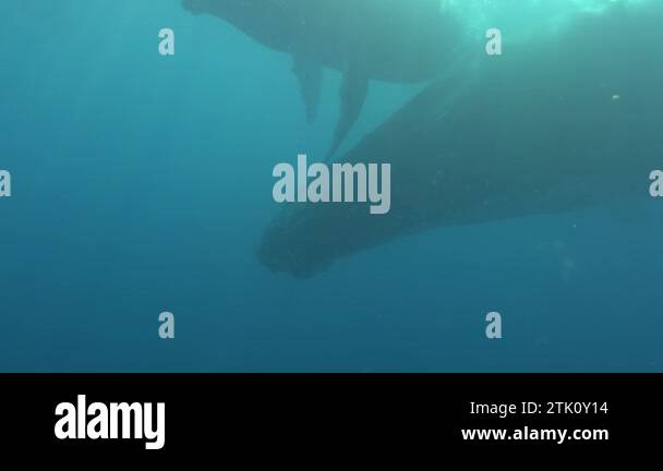 Humpback whales underwater of Pacific Ocean. Giant animal Megaptera ...