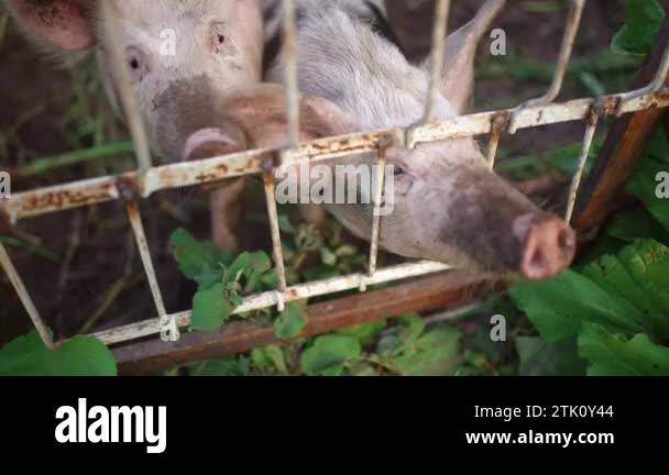 Dirty pigs in the barn. Pigs behind bars in a pigsty. Pig snout peeking ...