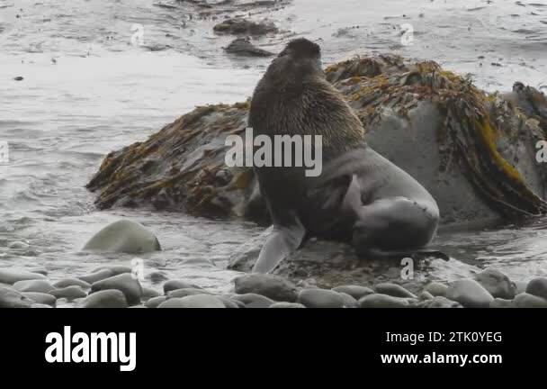 Gulf attacks Stock Videos & Footage - HD and 4K Video Clips - Alamy