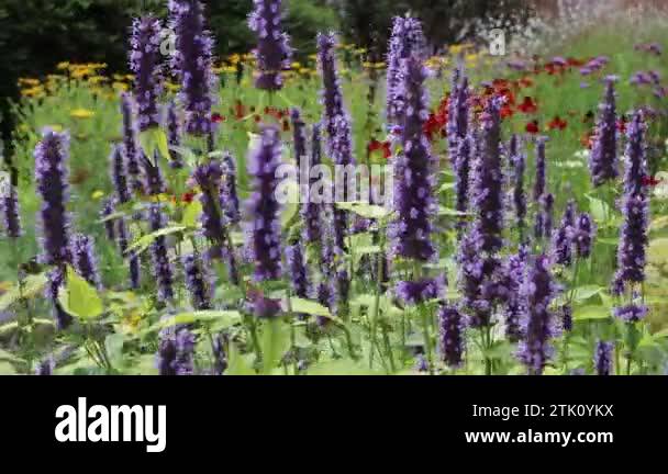 Fragrant giant hyssop Stock Videos & Footage - HD and 4K Video Clips - Alamy