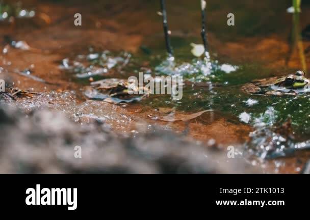 Green frog sits in a swamp close-up. Frog in the pool on floating ...