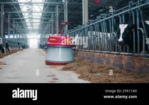Automated feed pusher is moving along the cowshed. 4K Stock Video Footage - Alamy
