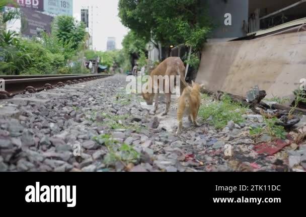 Dog behind cat Stock Videos & Footage - HD and 4K Video Clips - Alamy