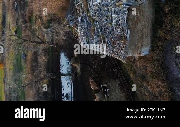 Vertical video farm roof destroyed by war and bomb-blasted cows graze ...