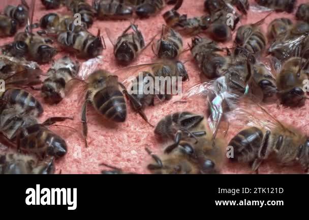 A dead bees close up. The death of honey bees and environmental ...